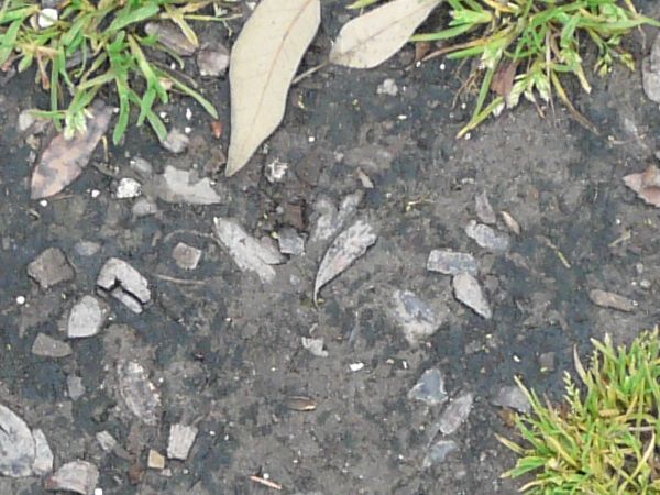 other grass texture 0035 - Texturelib